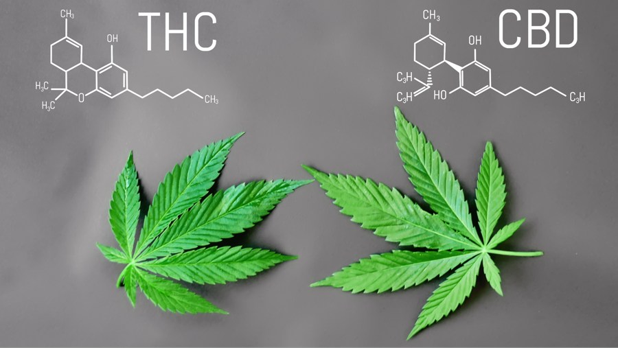 THC และ CBD ในกัญชา คืออะไร แตกต่างกันอย่างไร และมีประโยชน์อะไรบ้าง ...