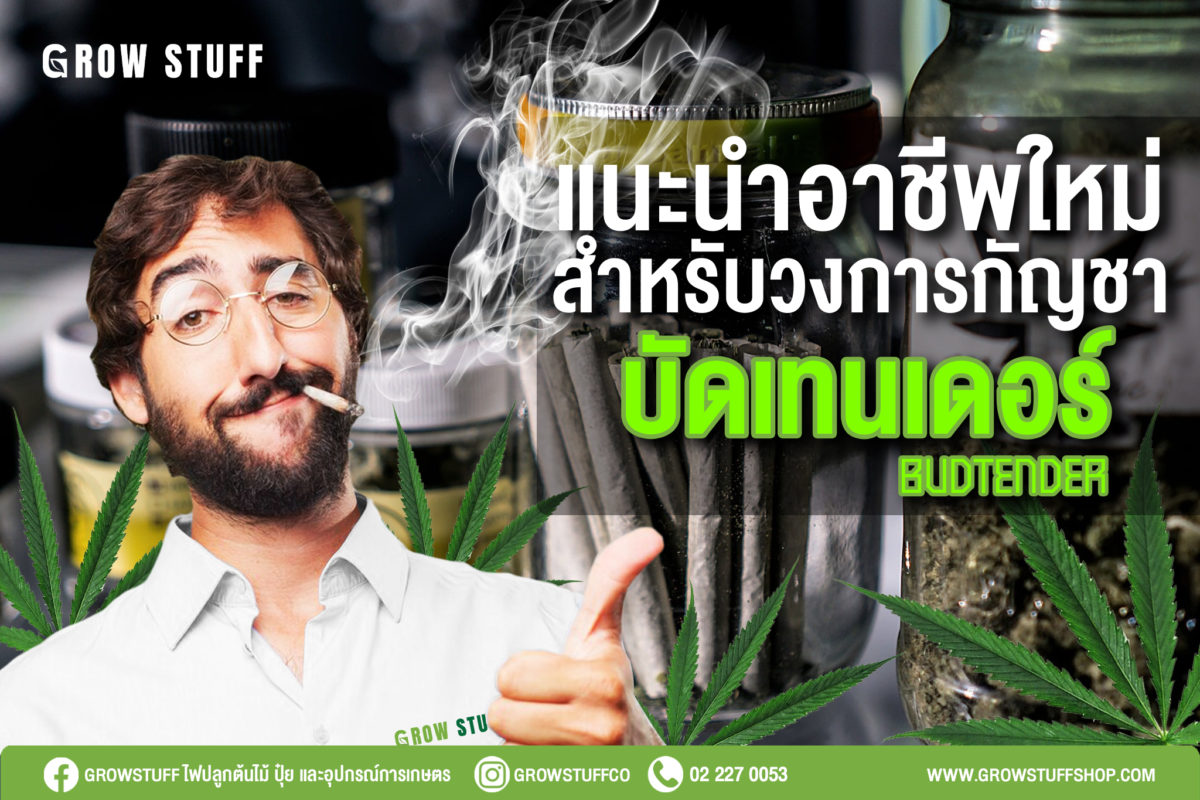 Budtender คืออาชีพอะไรในวงการกัญชา - GrowStuff Shop อุปกรณ์ปลูกต้นไม้