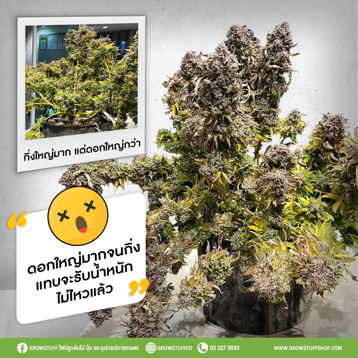 4 ขั้นตอนการเก็บเกี่ยวกัญชา (Banana Daddy Auto) - GrowStuff Shop อุปกรณ์ปลูกต้นไม้