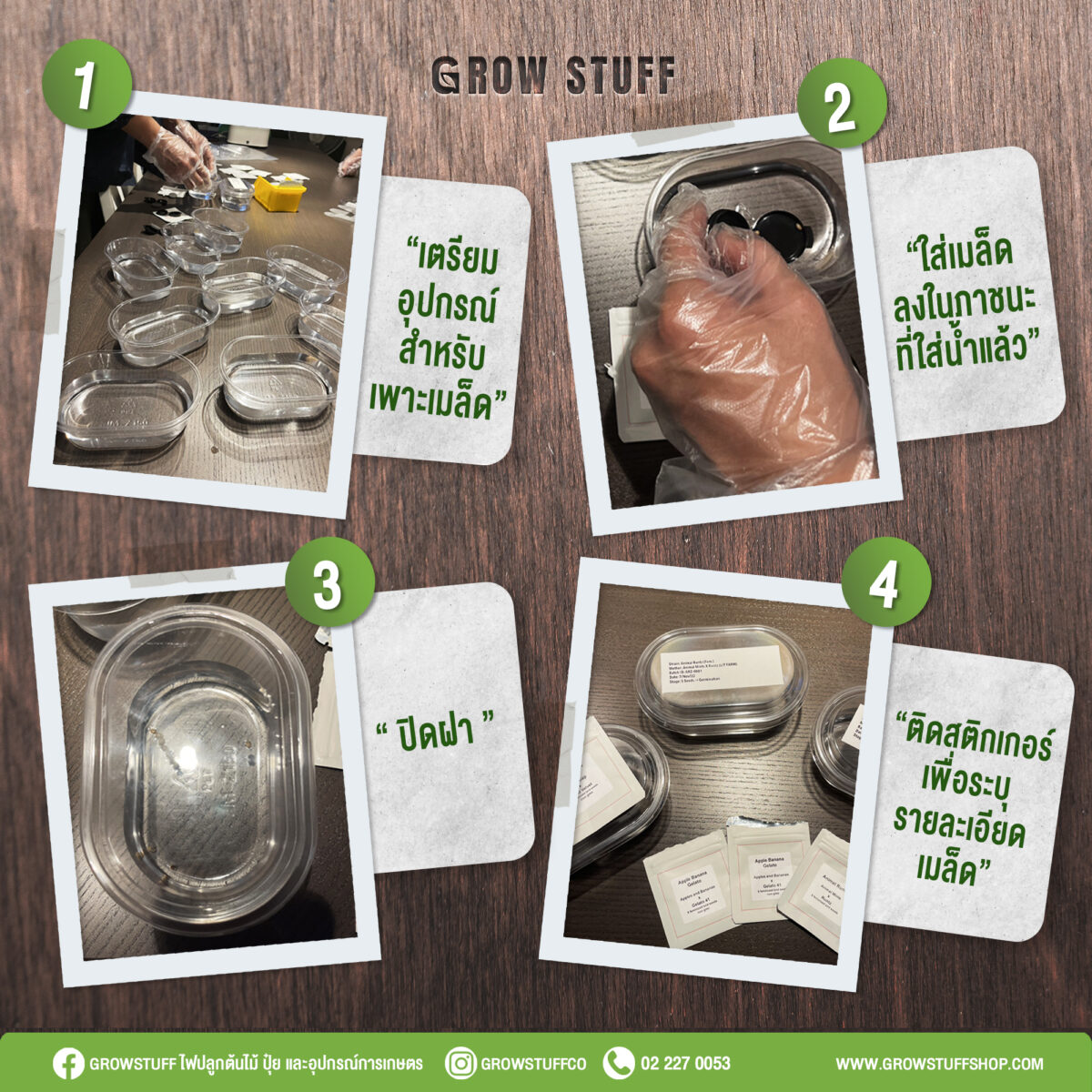 วิธีเพาะเมล็ดกัญชาง่ายๆใน 3 ขั้นตอนโดยพี่หมี Growstuff - GrowStuff Shop อุปกรณ์ปลูกต้นไม้