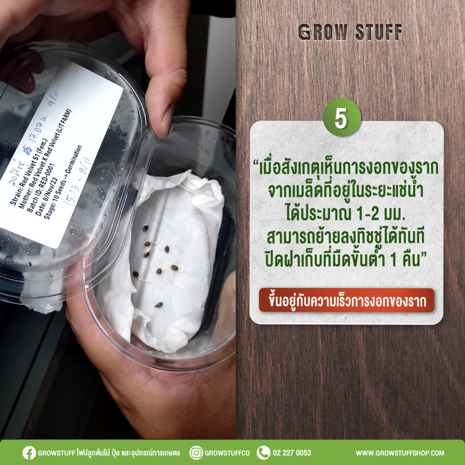 วิธีเพาะเมล็ดกัญชาง่ายๆใน 3 ขั้นตอนโดยพี่หมี Growstuff - GrowStuff Shop อุปกรณ์ปลูกต้นไม้