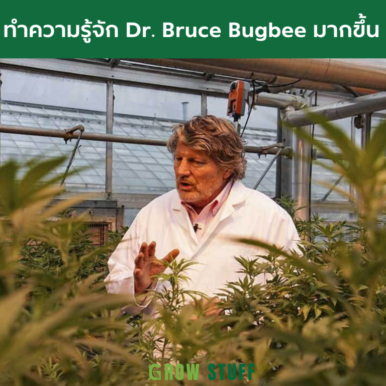 [Q&A] กัญชาออโต้ต้องการช่วงเวลากลางคืนไหม เปิดไฟตลอด 24 ชั่วโมงดีกว่า ...