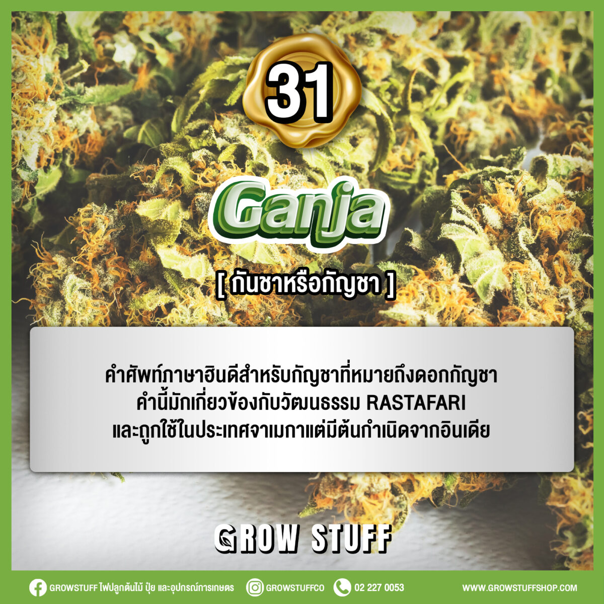 รวมคำศัพย์กัญชา ภาษาอังกฤษที่สายเขียวควรรู้ [ตอนที่ 2] - GrowStuff Shop อุปกรณ์ปลูกต้นไม้