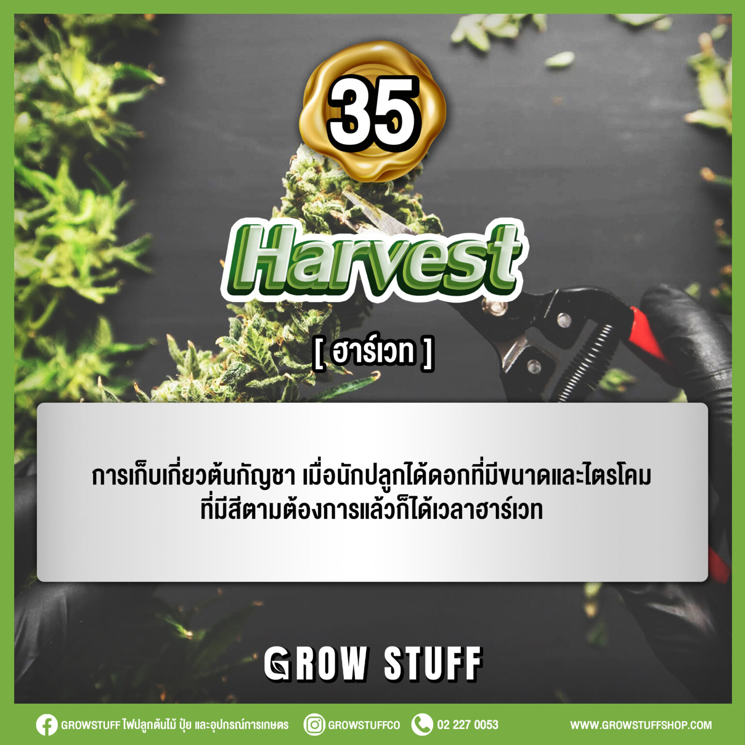 รวมคำศัพย์กัญชา ภาษาอังกฤษที่สายเขียวควรรู้ [ตอนที่ 2] - GrowStuff Shop อุปกรณ์ปลูกต้นไม้