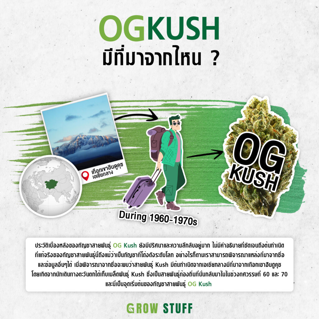 กัญชา OG Kush คืออะไร OG หมายถึงอะไร และมีที่มาจากไหน - GrowStuff Shop ...