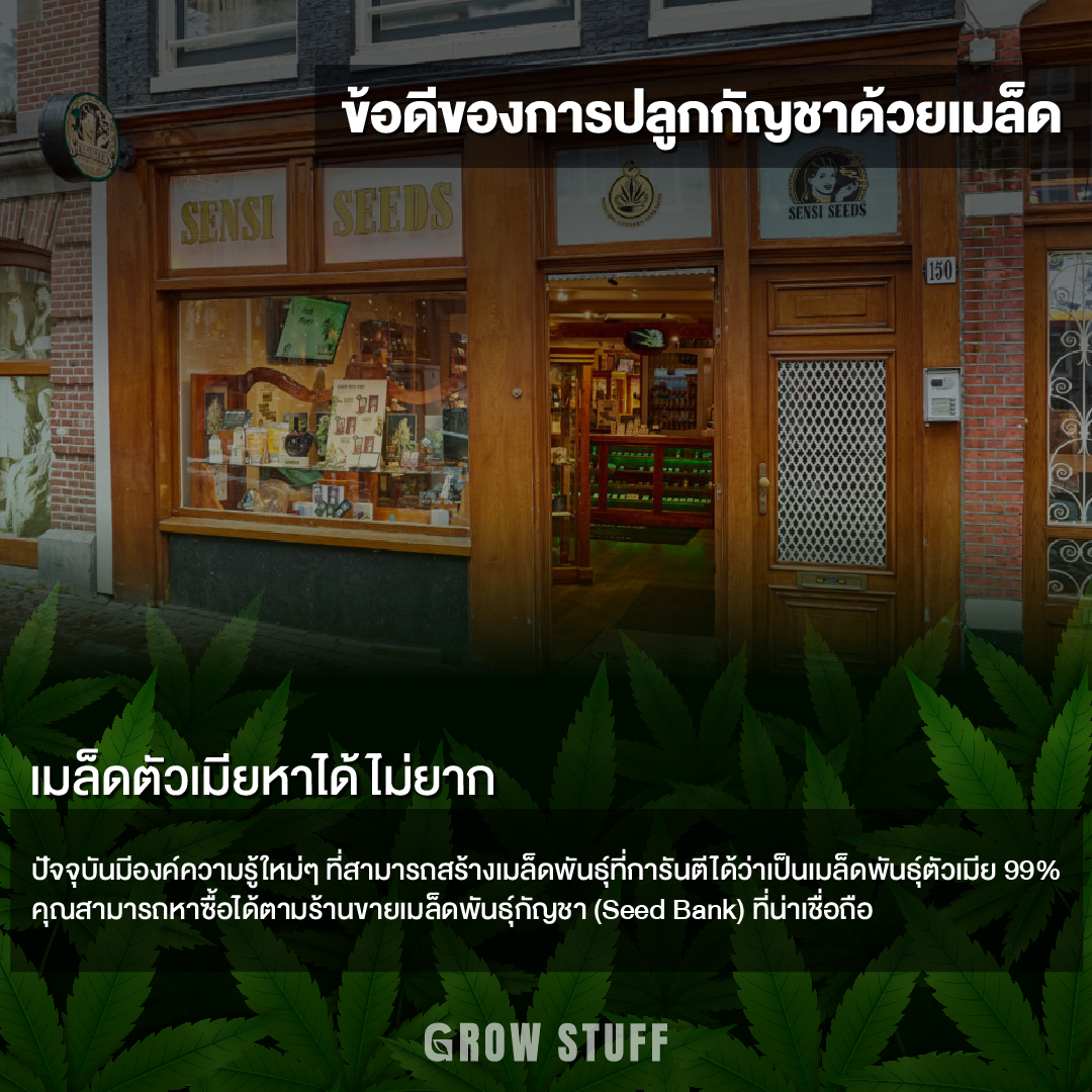 เมล็ดกัญชา VS ต้นโคลน ปลูกแบบไหนดีกว่ากัน ? - GrowStuff Shop อุปกรณ์ปลูกต้นไม้